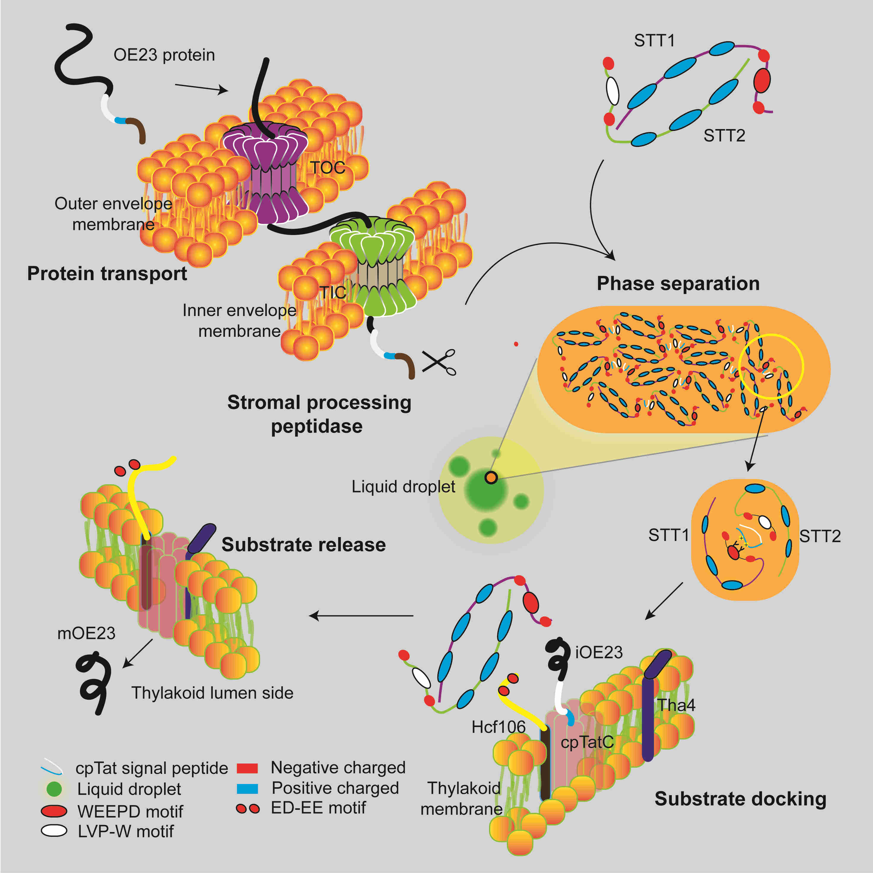 Liquid-Liquid Phase Transition Drives Intra-chloroplast Cargo Sorting ...